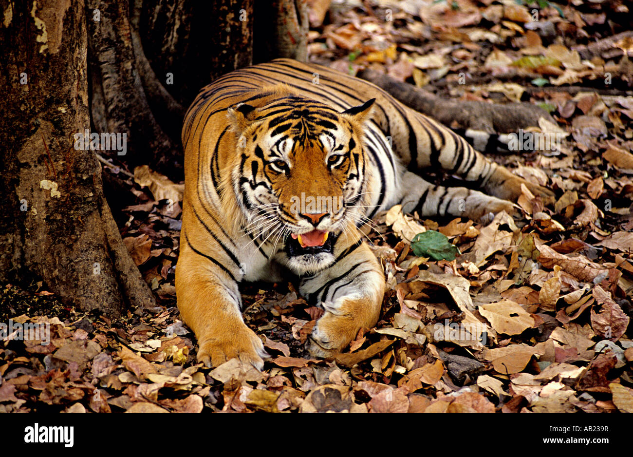 Tiger. Kanha Tiger Reserve, Madhya Pradesh, INDIA. Panthera tigris ...