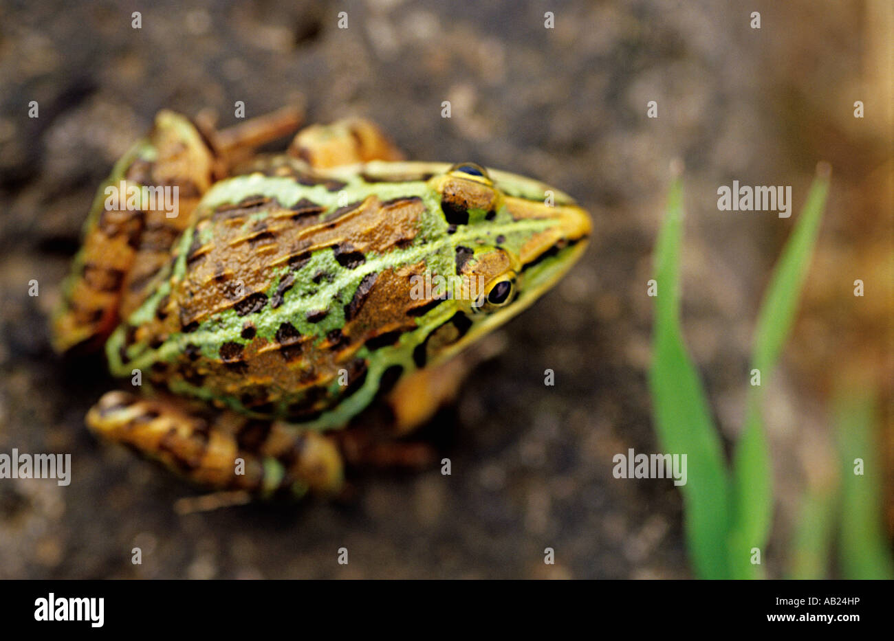 Indian Bull Frog, Juvenile Stock Photo - Alamy