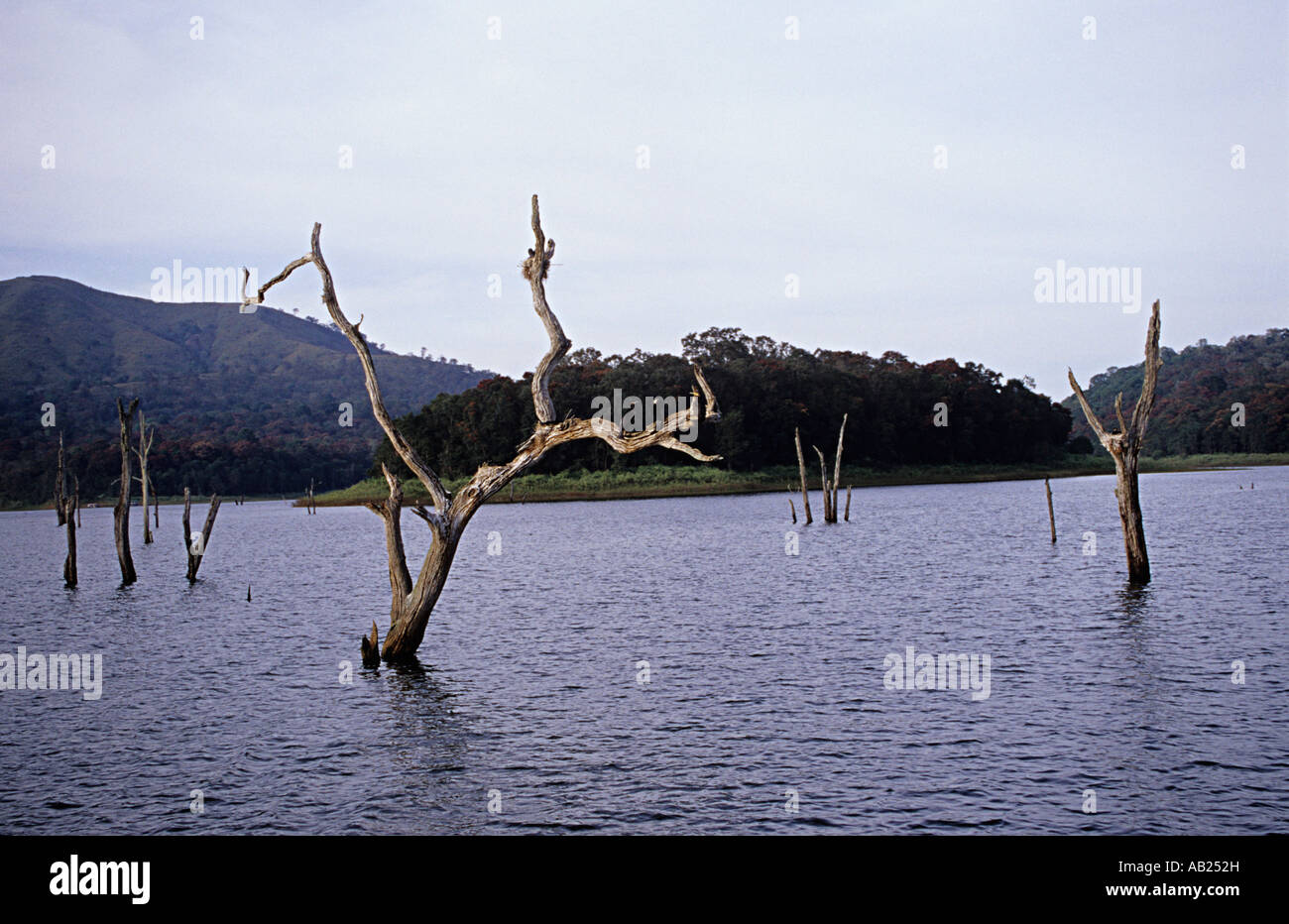 Periyar lake, Kerala, India Stock Photo - Alamy