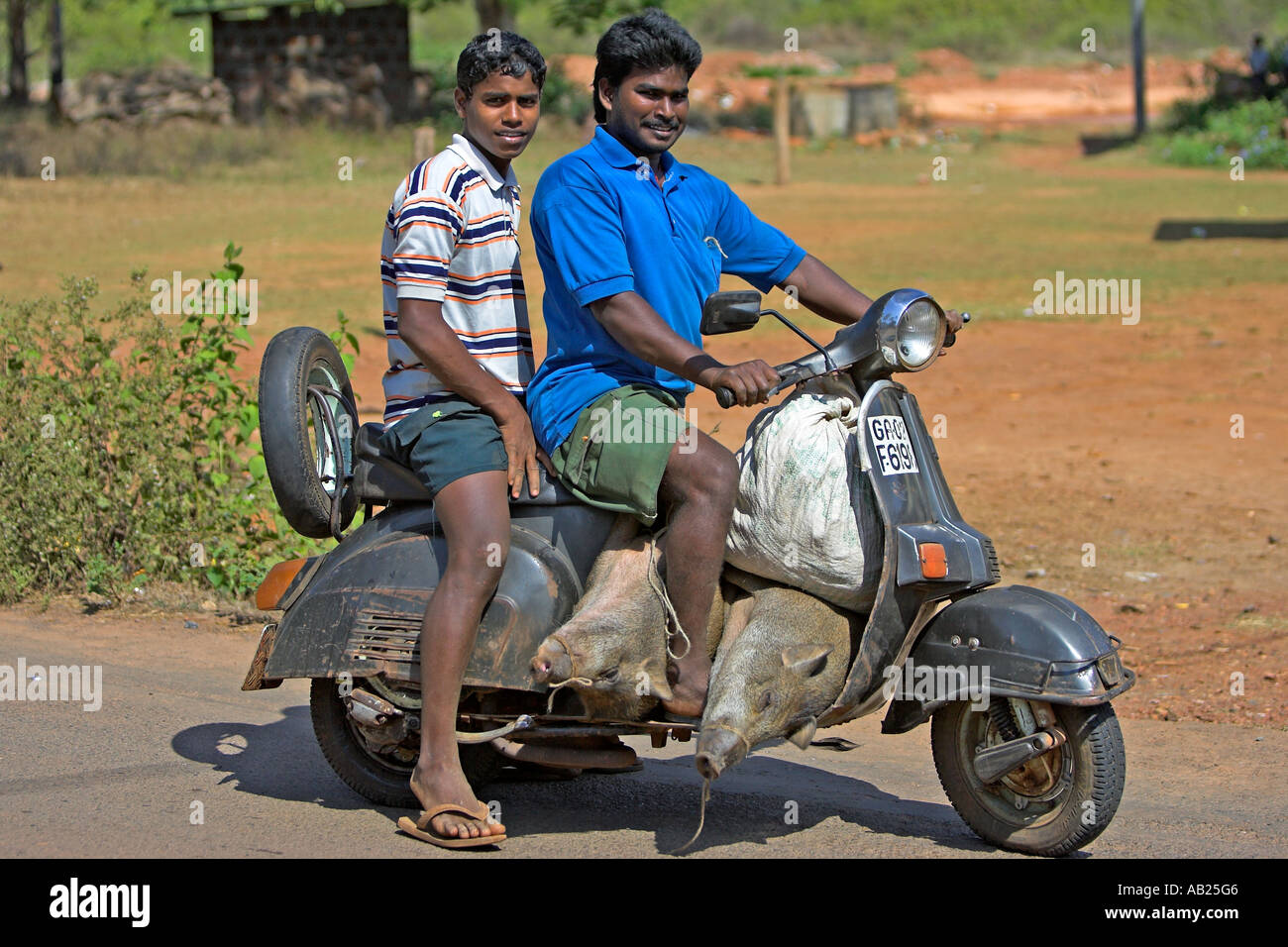 Two pigs being transported on motor scooter Goa India Stock Photo - Alamy