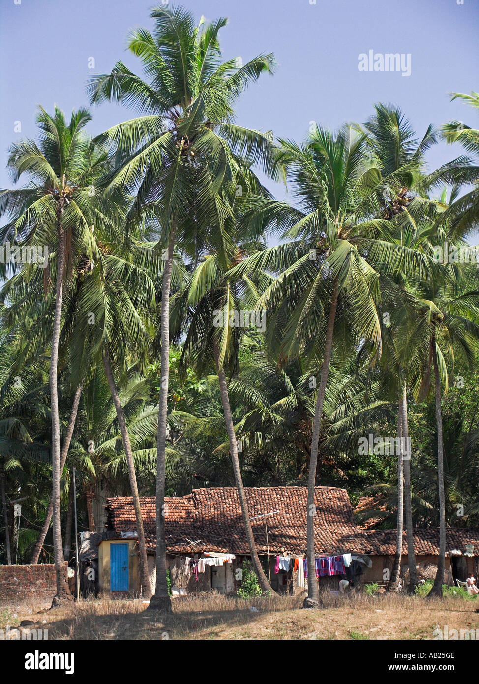 Typical tiled single storey Goan country house in palms Goa India Stock ...