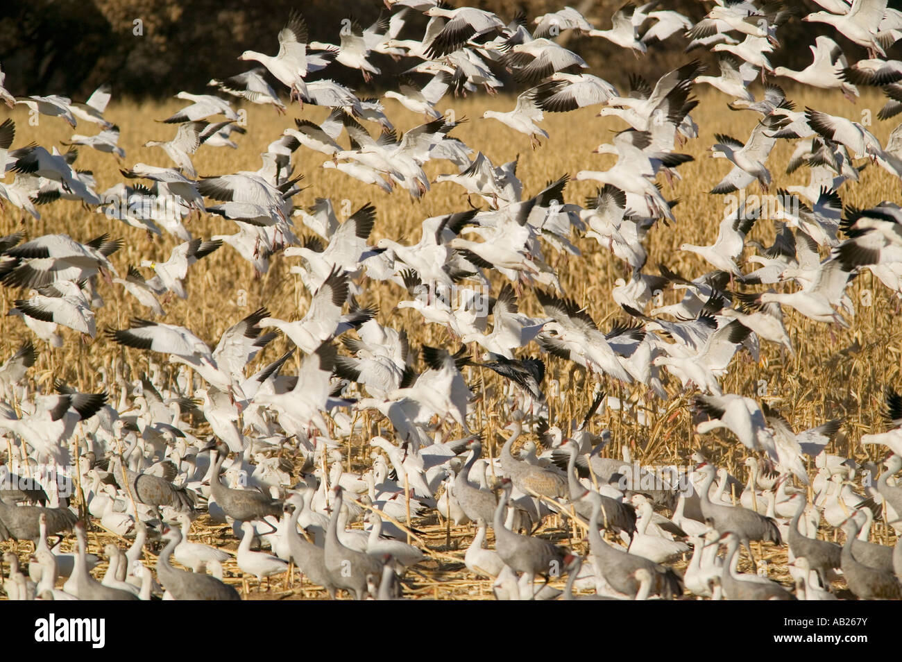 Snow geese take off from cornfield over the Bosque del Apache National ...