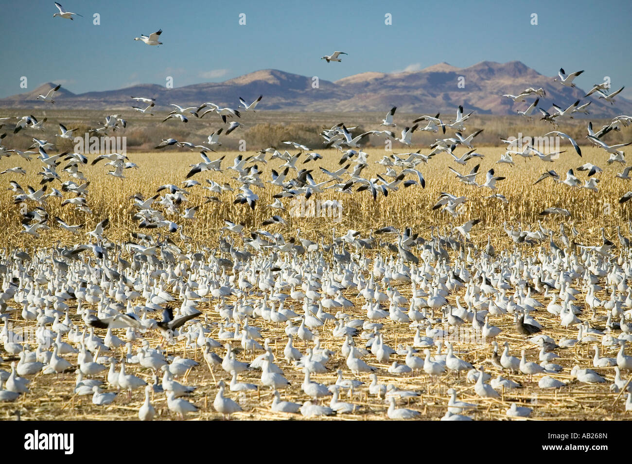 Snow geese take off from cornfield over the Bosque del Apache National ...