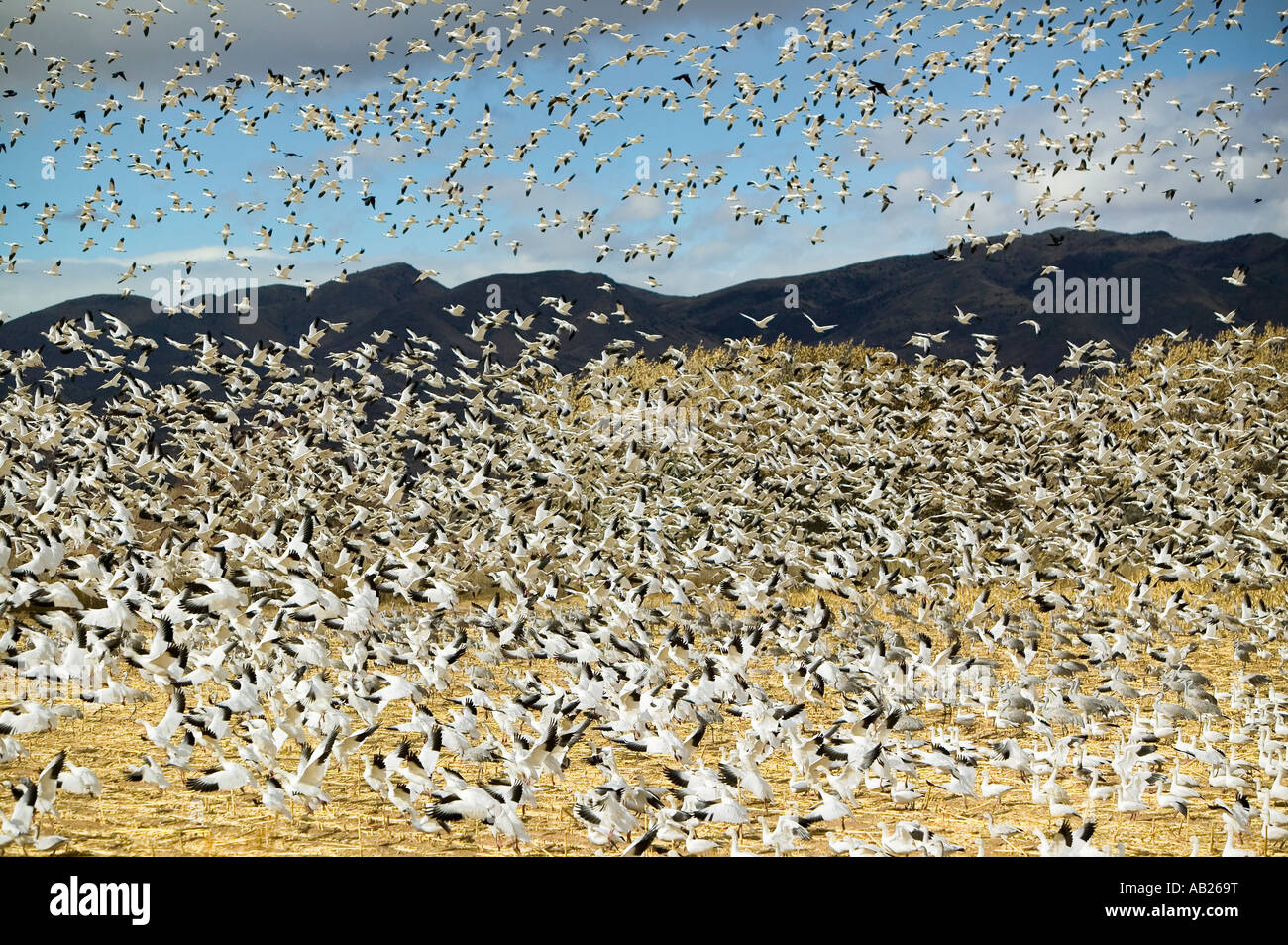 Thousands of snow geese fly over cornfield at the Bosque del Apache ...