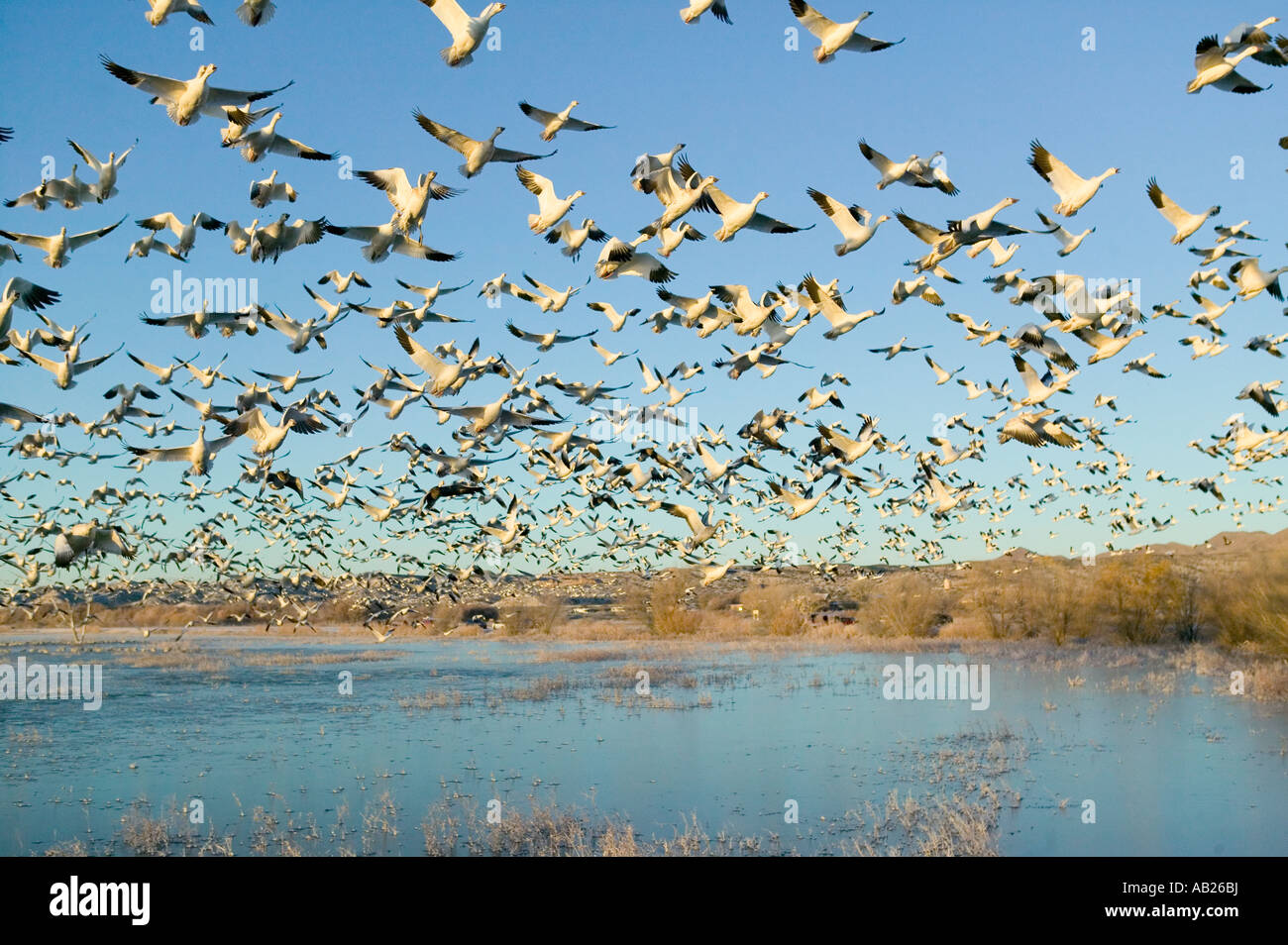 Thousands of snow geese take off at sunrise at the Bosque del Apache ...
