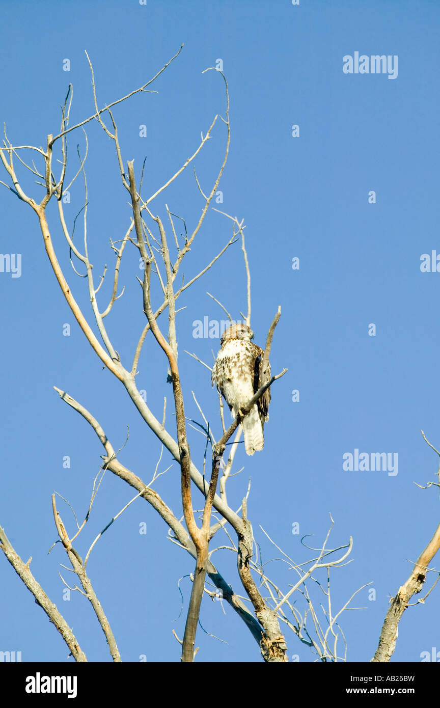 Red tail hawk sits in tree at sunrise at the Bosque del Apache National ...