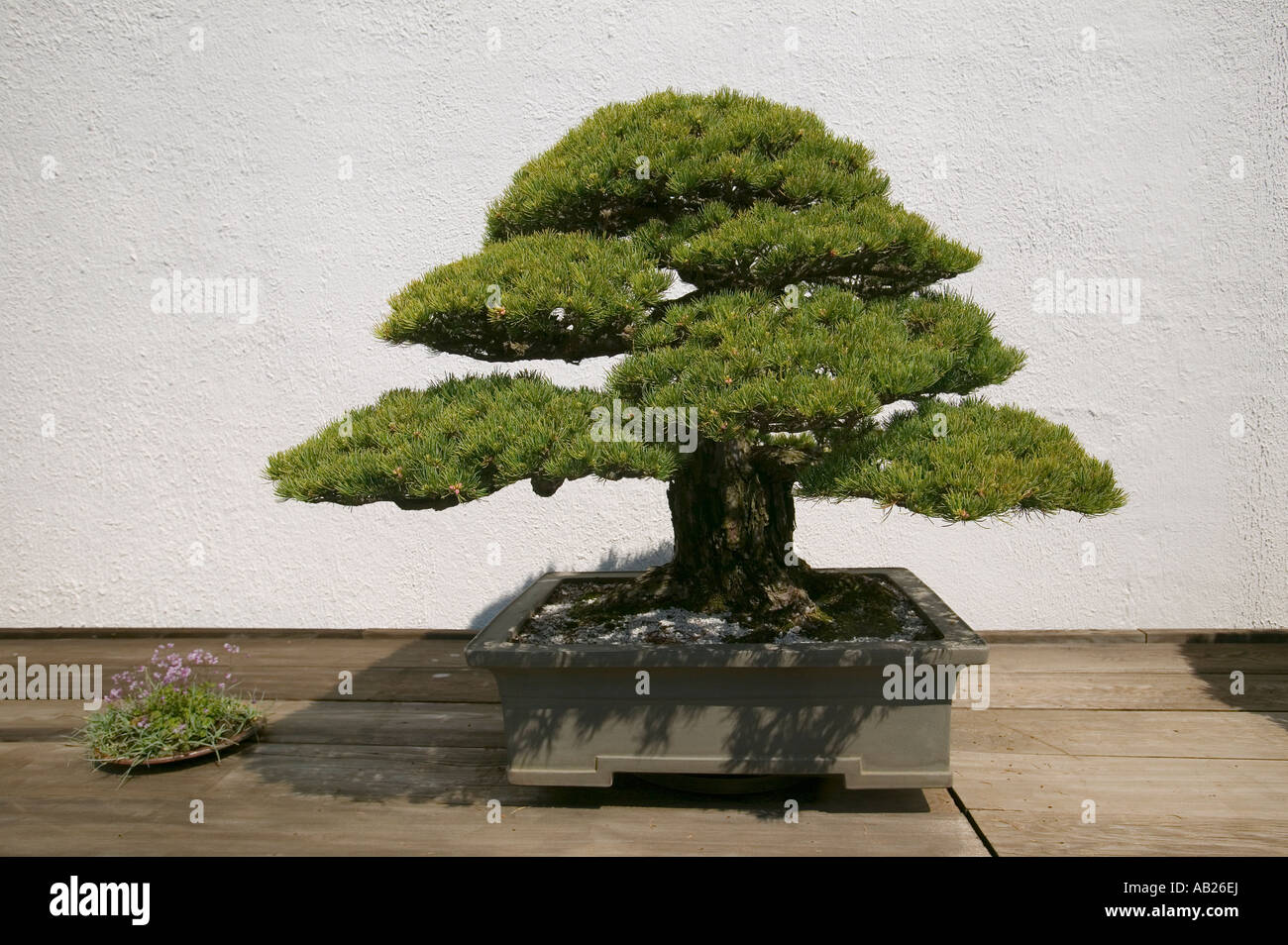 Bonsai national arboretum hi-res stock photography and images - Alamy