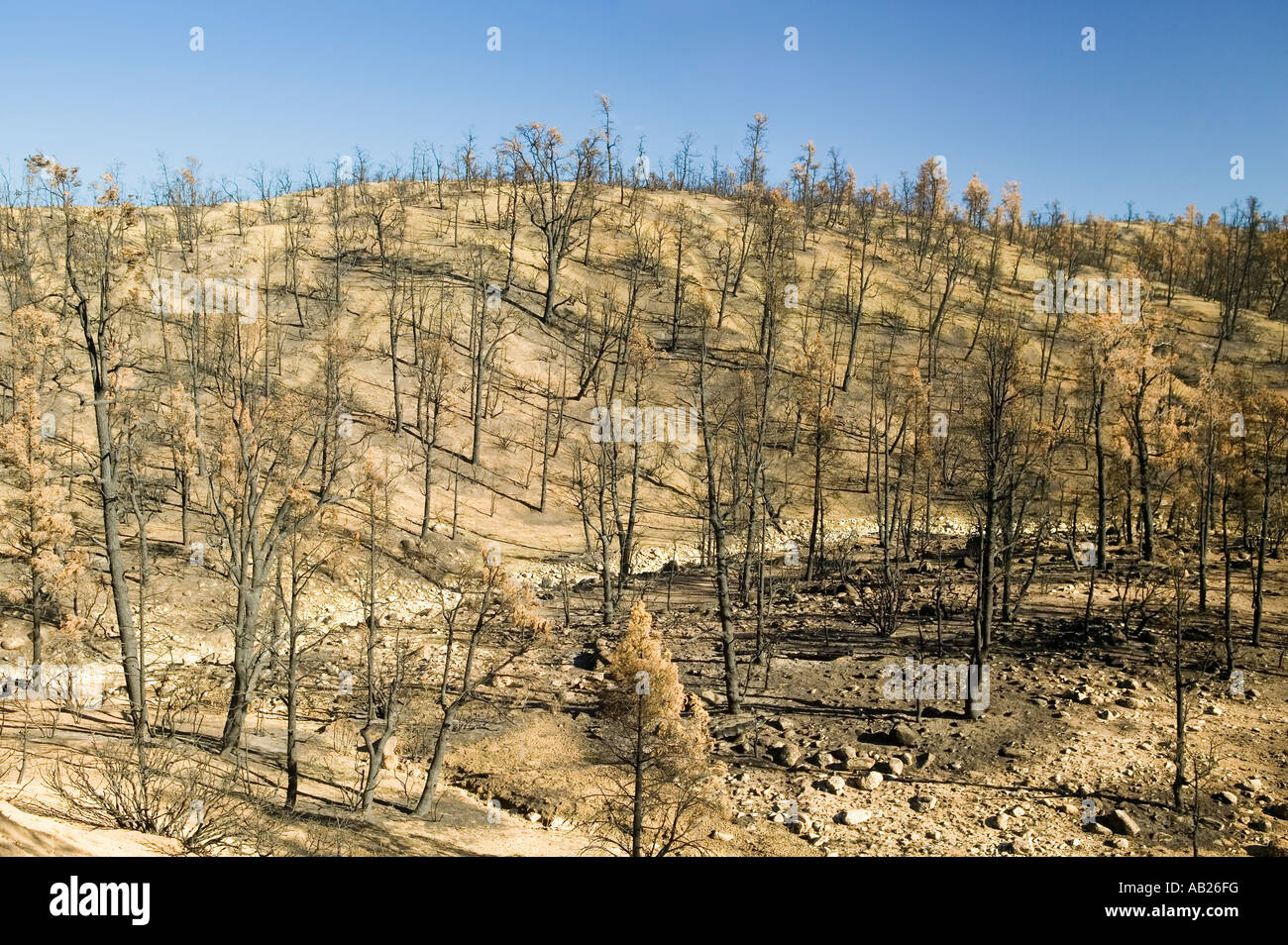 View of fire damage from Day Fire 2006 along Lockwood Valley Road near ...