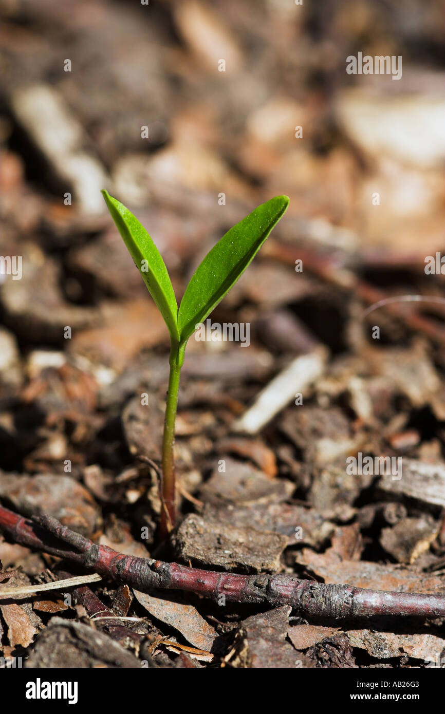 A new seedling growing out of the forest floor Stock Photo - Alamy