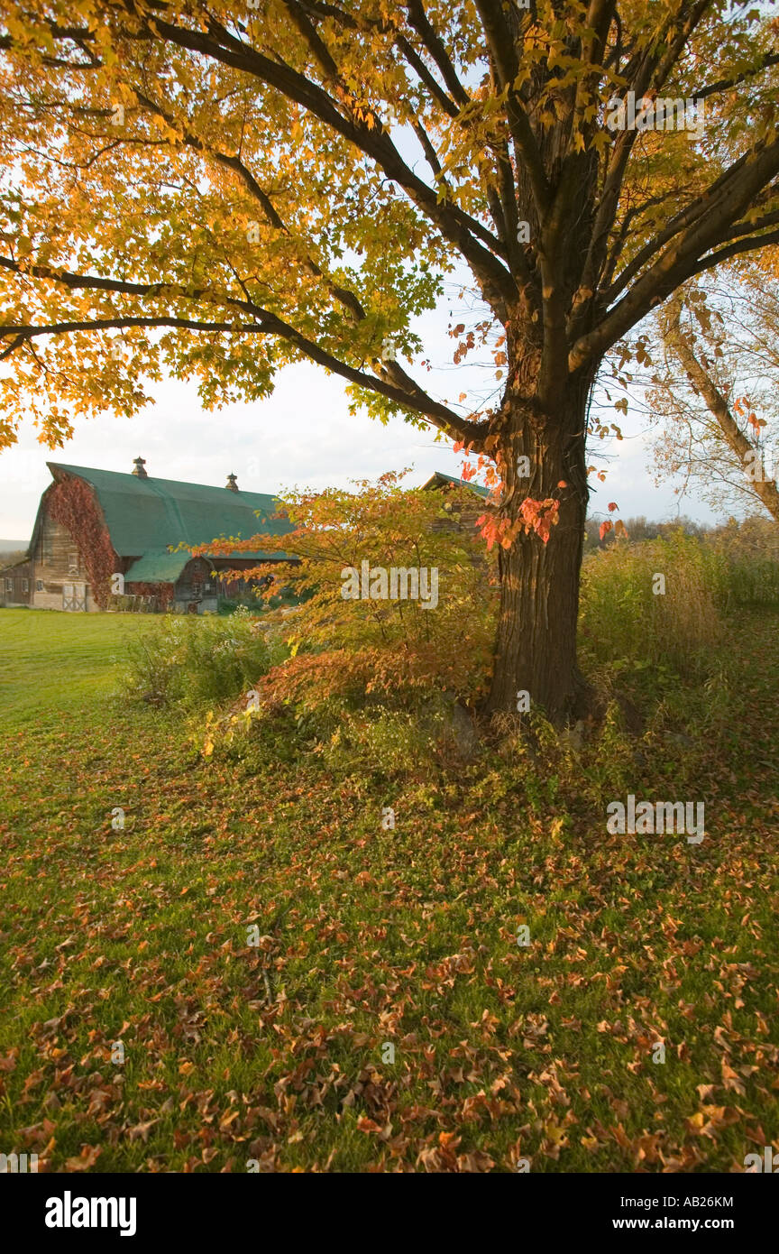 Autumn leaves and red barn at sunset in Litchfield Hills of Connecticut ...