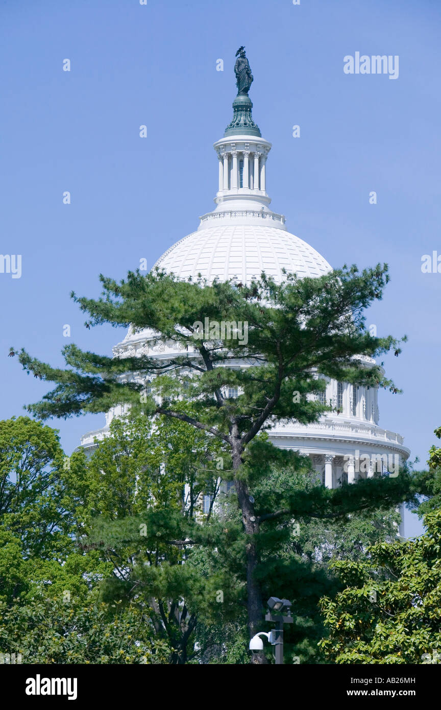 Tree grows over U S Capitol Dome and Statue of Freedom Washington D C ...