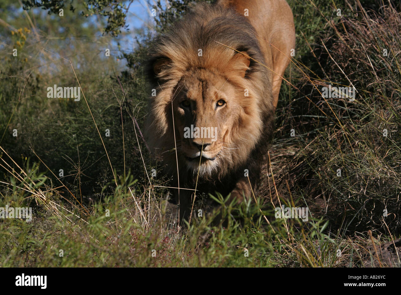 Lion - front view Stock Photo - Alamy
