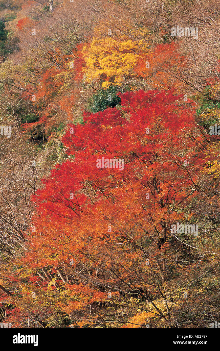 Red Yellow Leaves Stock Photo - Alamy