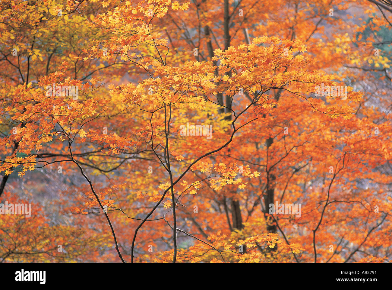 Red Yellow Leaves Stock Photo - Alamy