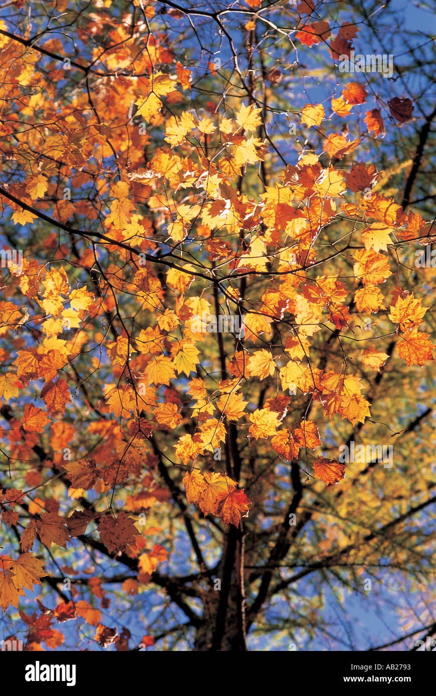Red Yellow Leaves Stock Photo - Alamy