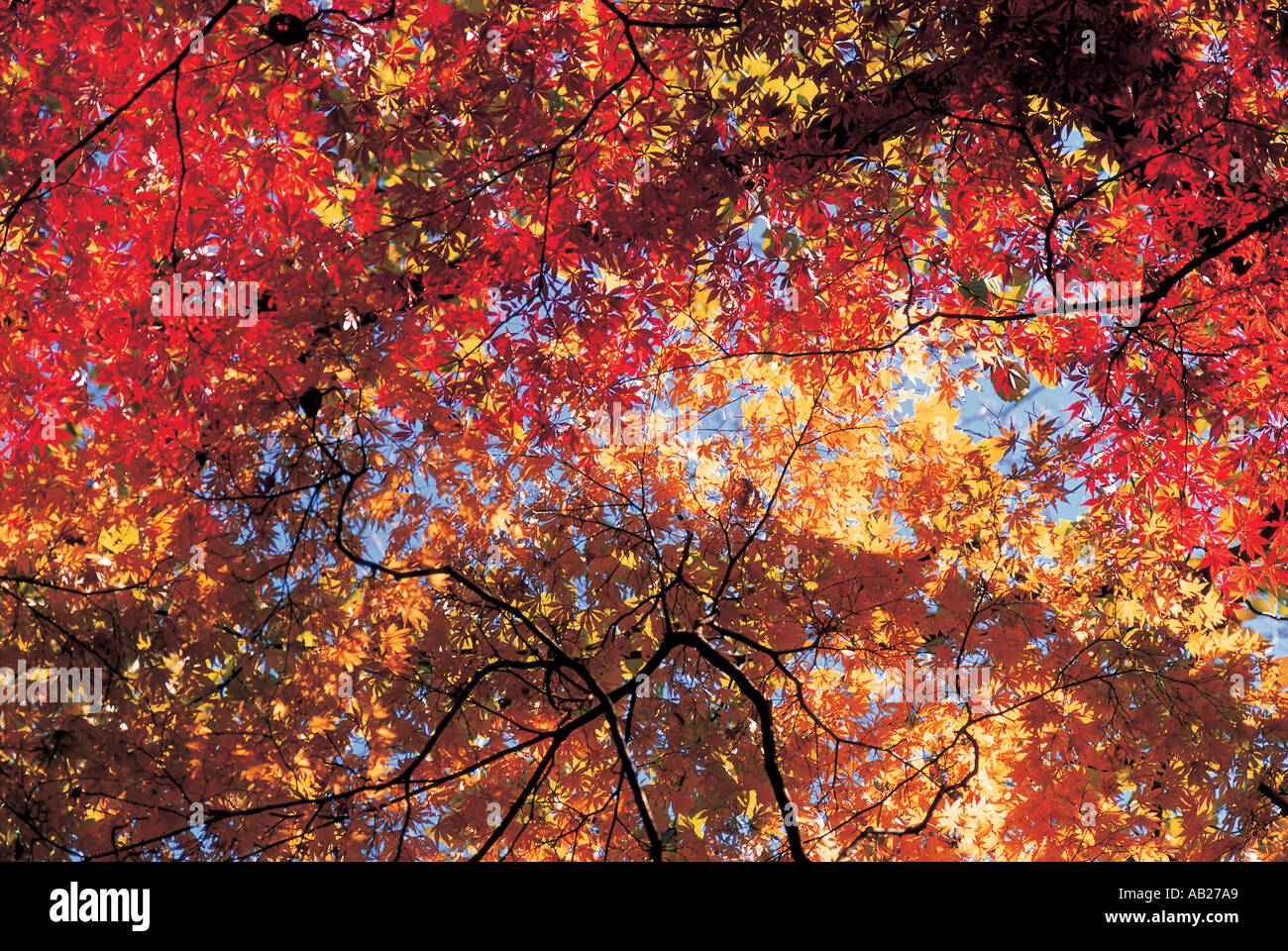 Red Yellow Leaves Stock Photo - Alamy