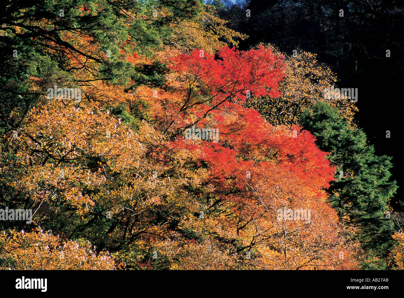 Red Yellow Leaves Stock Photo - Alamy