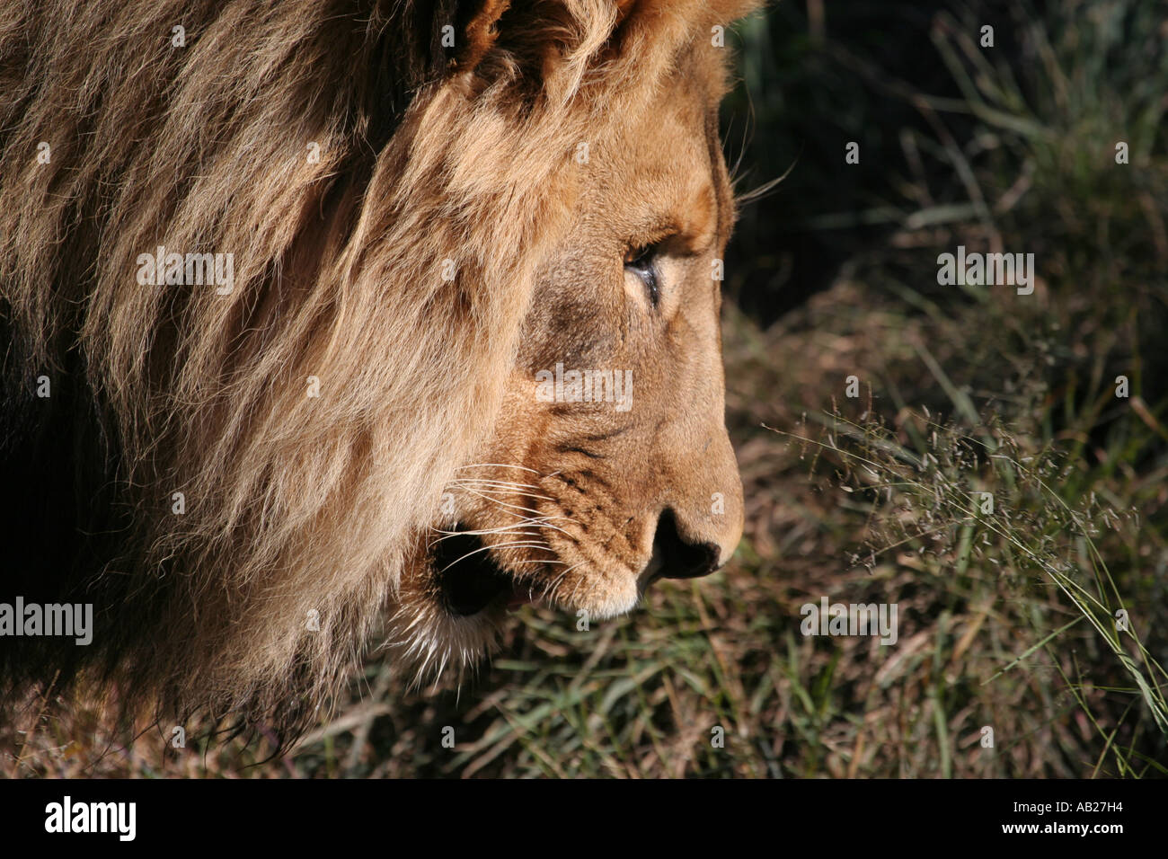 Lion - side view Stock Photo - Alamy