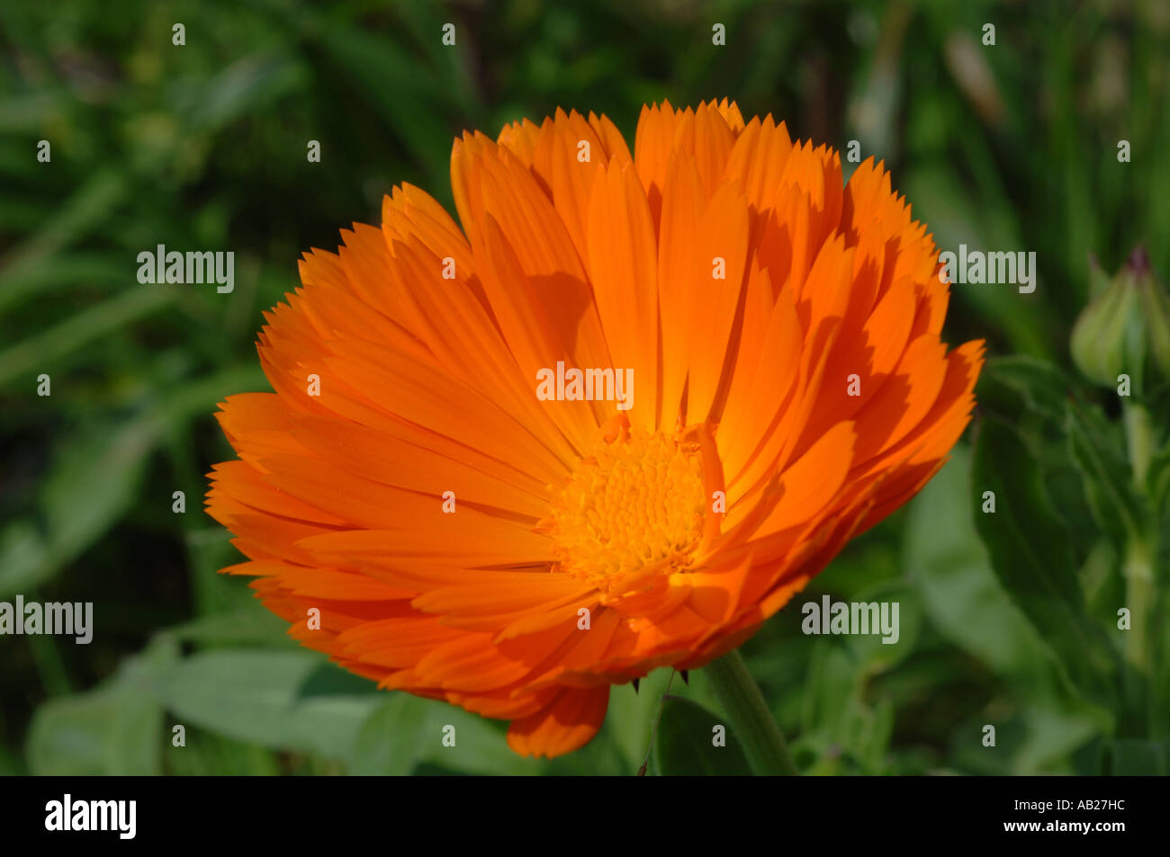 English marigold flower Calendula officinalis Stock Photo - Alamy