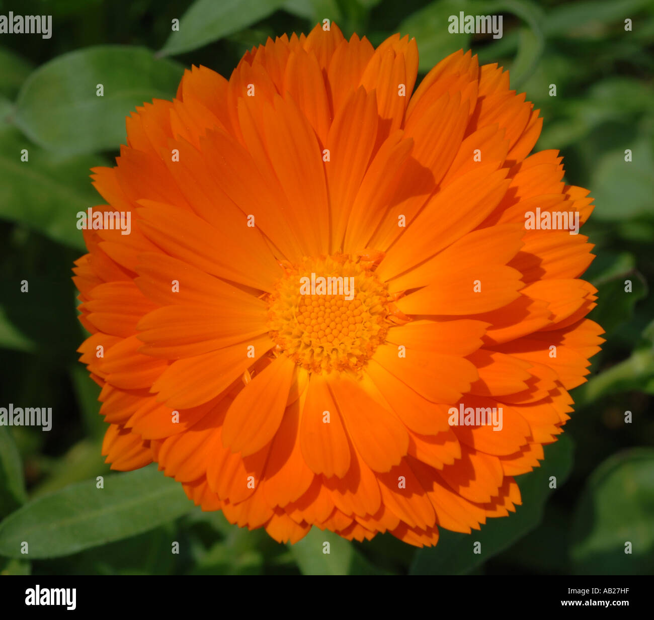 English marigold flower Calendula officinalis Stock Photo - Alamy
