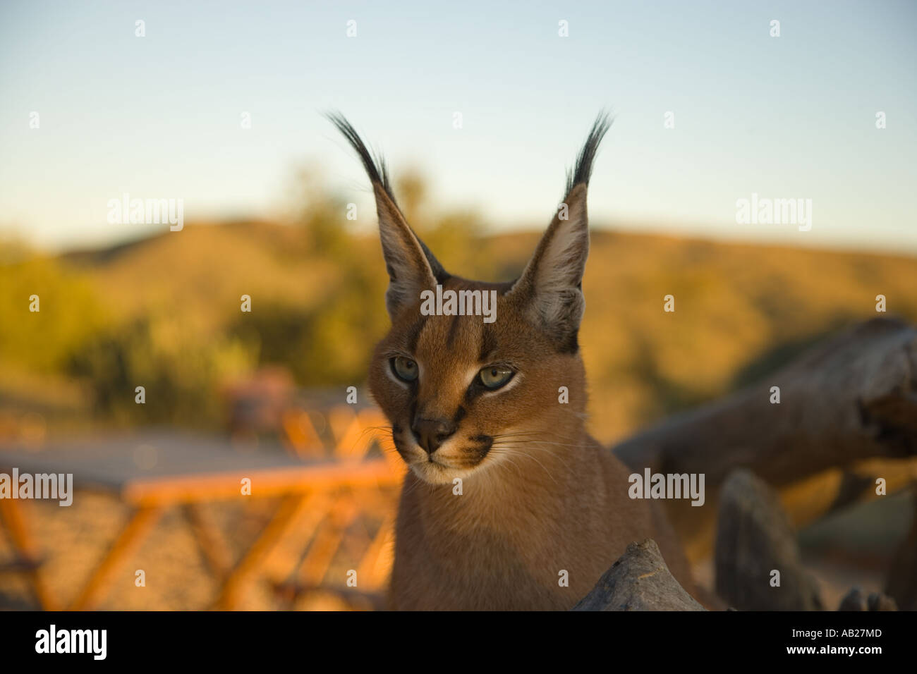 Caracal - close up Stock Photo - Alamy