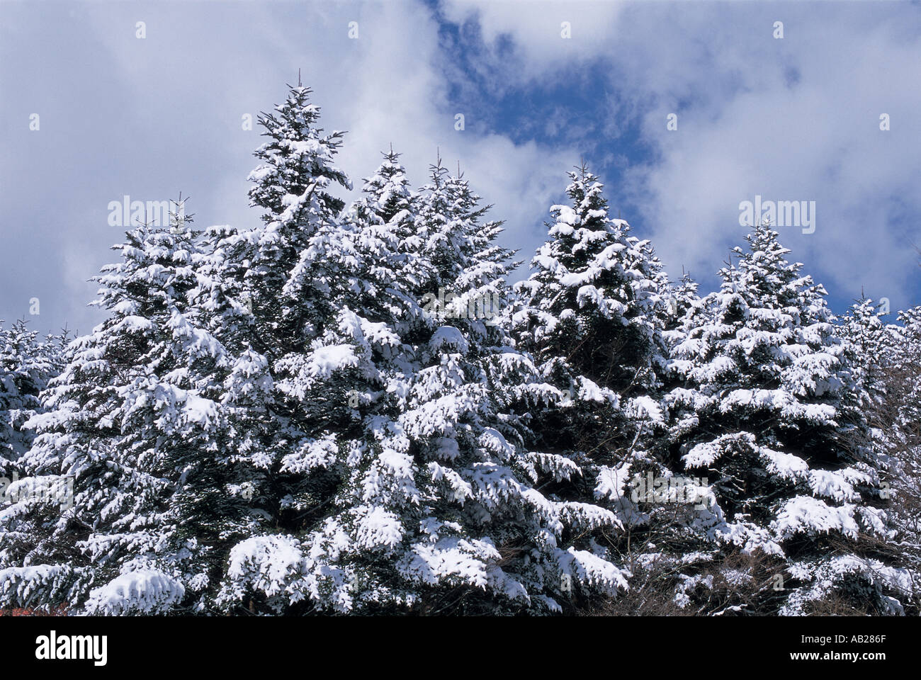 Tree winter Stock Photo - Alamy
