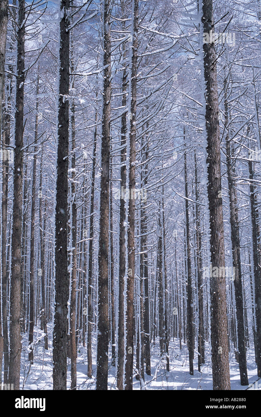 Tree winter Stock Photo - Alamy