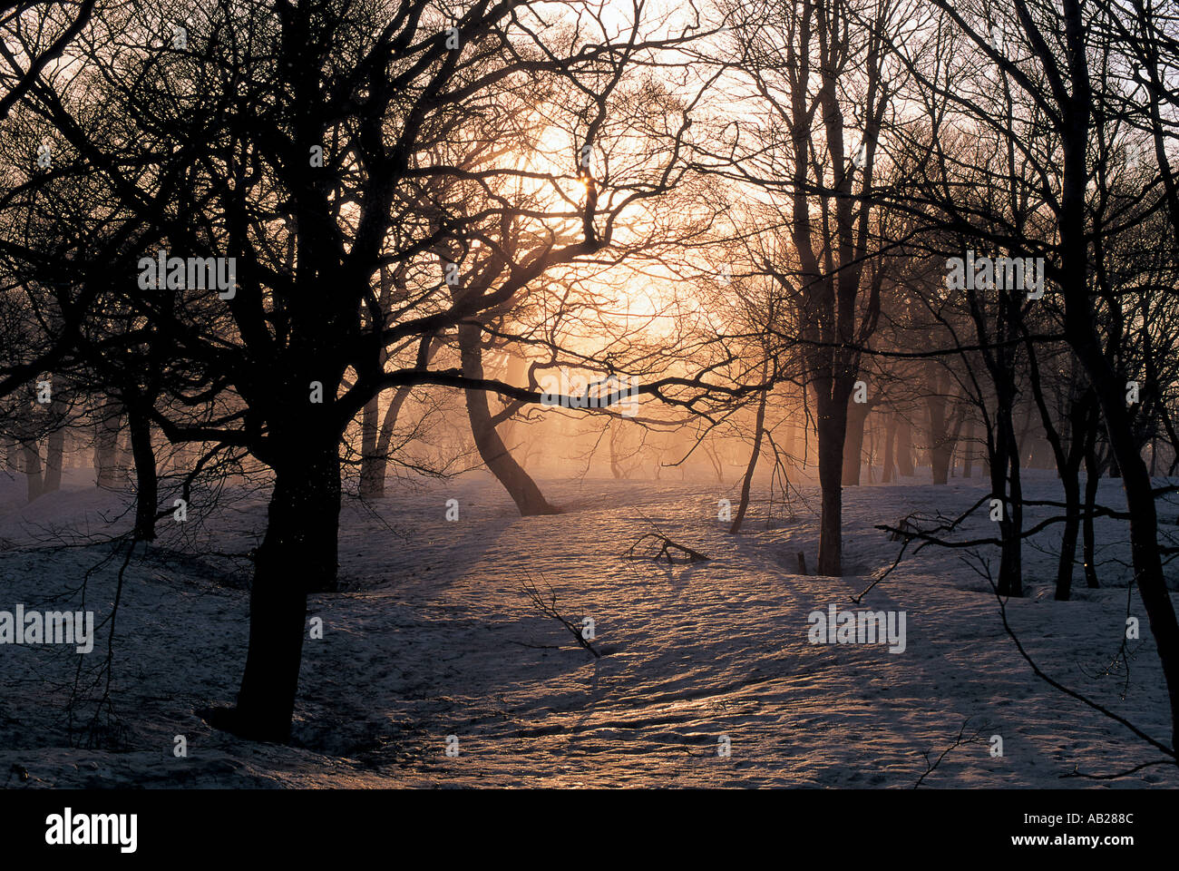 Tree winter Stock Photo - Alamy