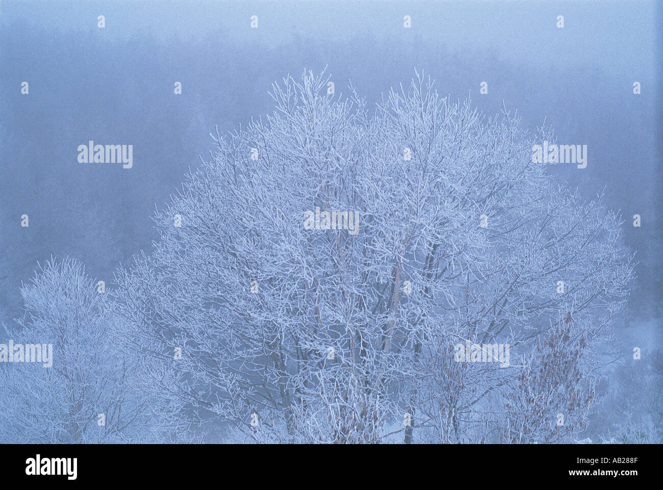 Tree winter Stock Photo - Alamy