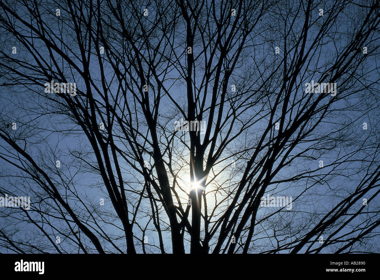 Tree winter Stock Photo - Alamy