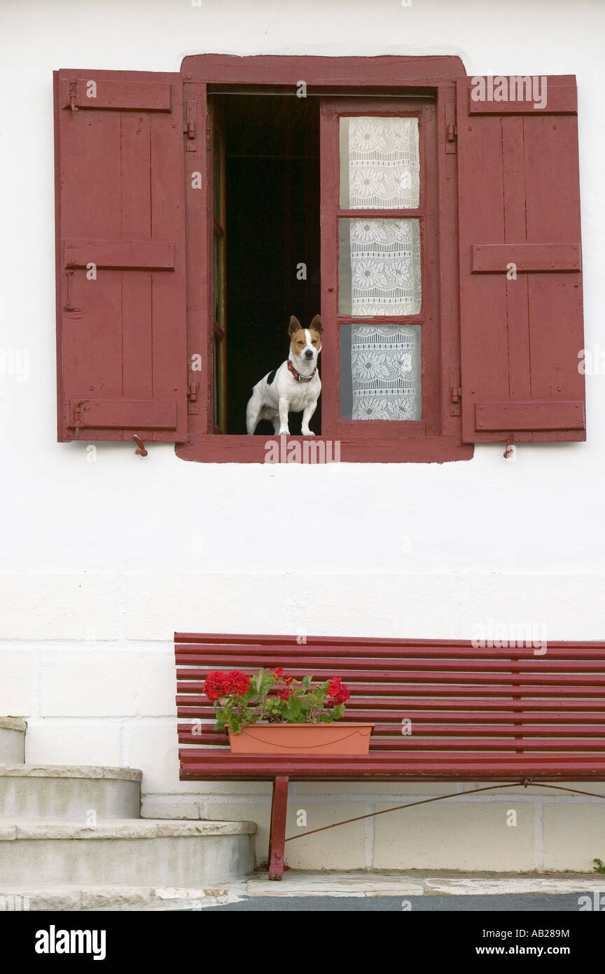 A terrier dog sits in window with red shutters in Sare France in Basque ...