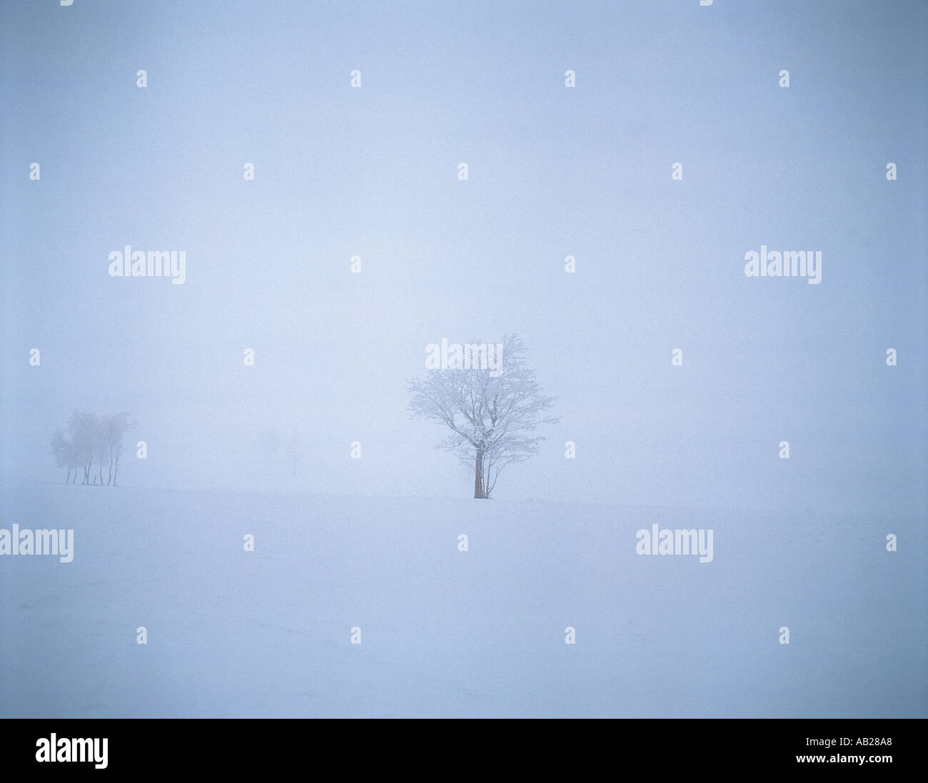 Tree winter Stock Photo - Alamy
