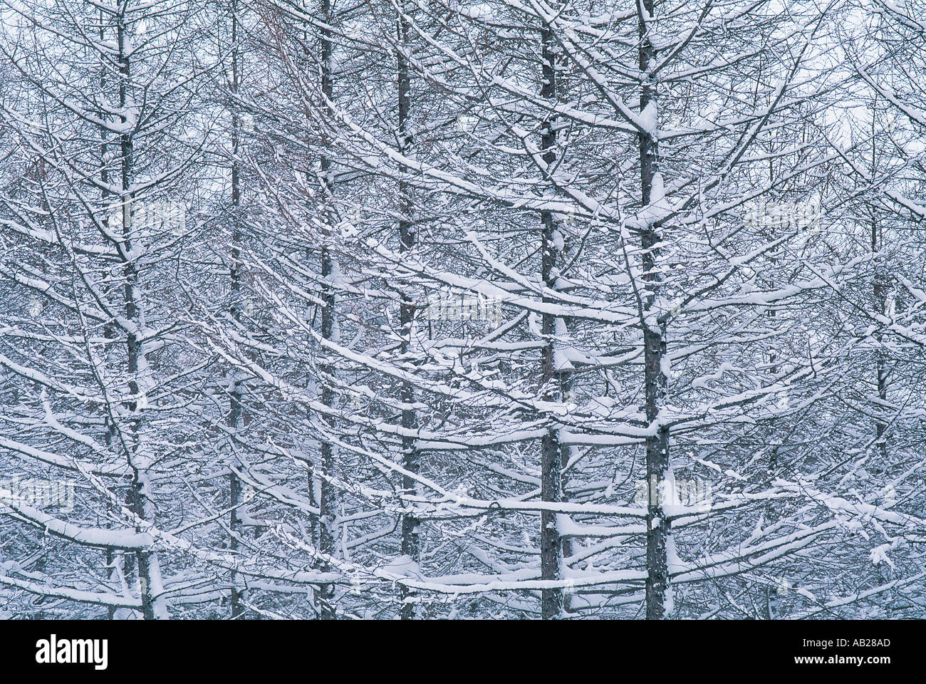 Tree winter Stock Photo - Alamy