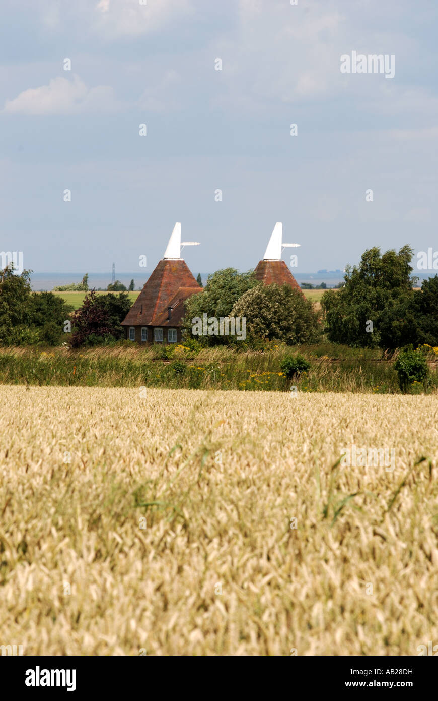 Kent countryside scene wheat corn hi-res stock photography and images ...