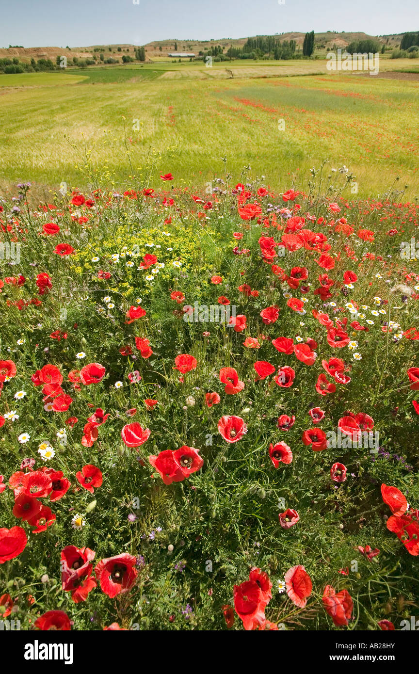 Red poppies in springtime field of Southern Spain Stock Photo - Alamy