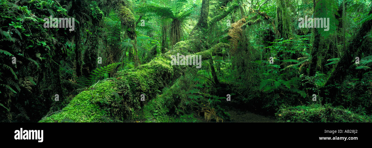 Temperate Rain Forest Fox Glacier Wetlands National Park South Island ...