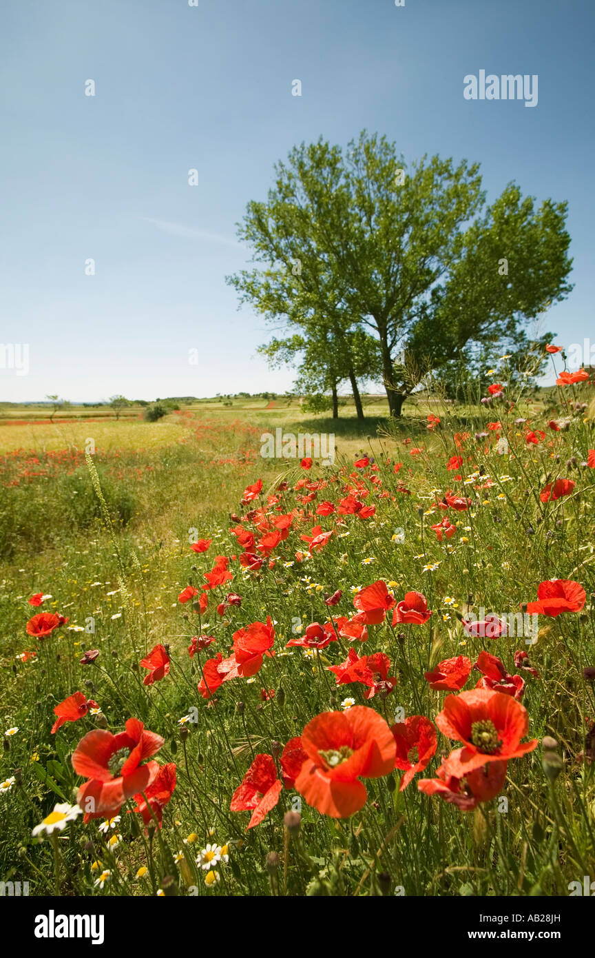 Red poppies and single tree in springtime field of Southern Spain Stock ...