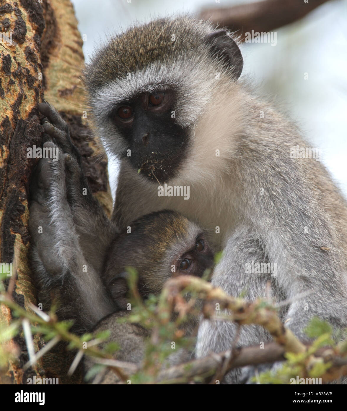 African Tree Monkeys Stock Photo - Alamy