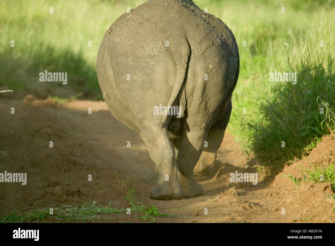 Rear end of endangered White Rhino as he walks away at the Lewa ...