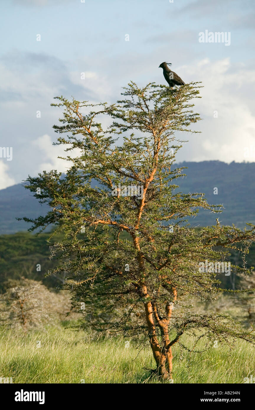 Lewa game reserve hi-res stock photography and images - Alamy
