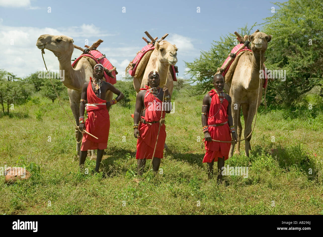 Three Masai Warriors in traditional red toga pose with their camels at ...