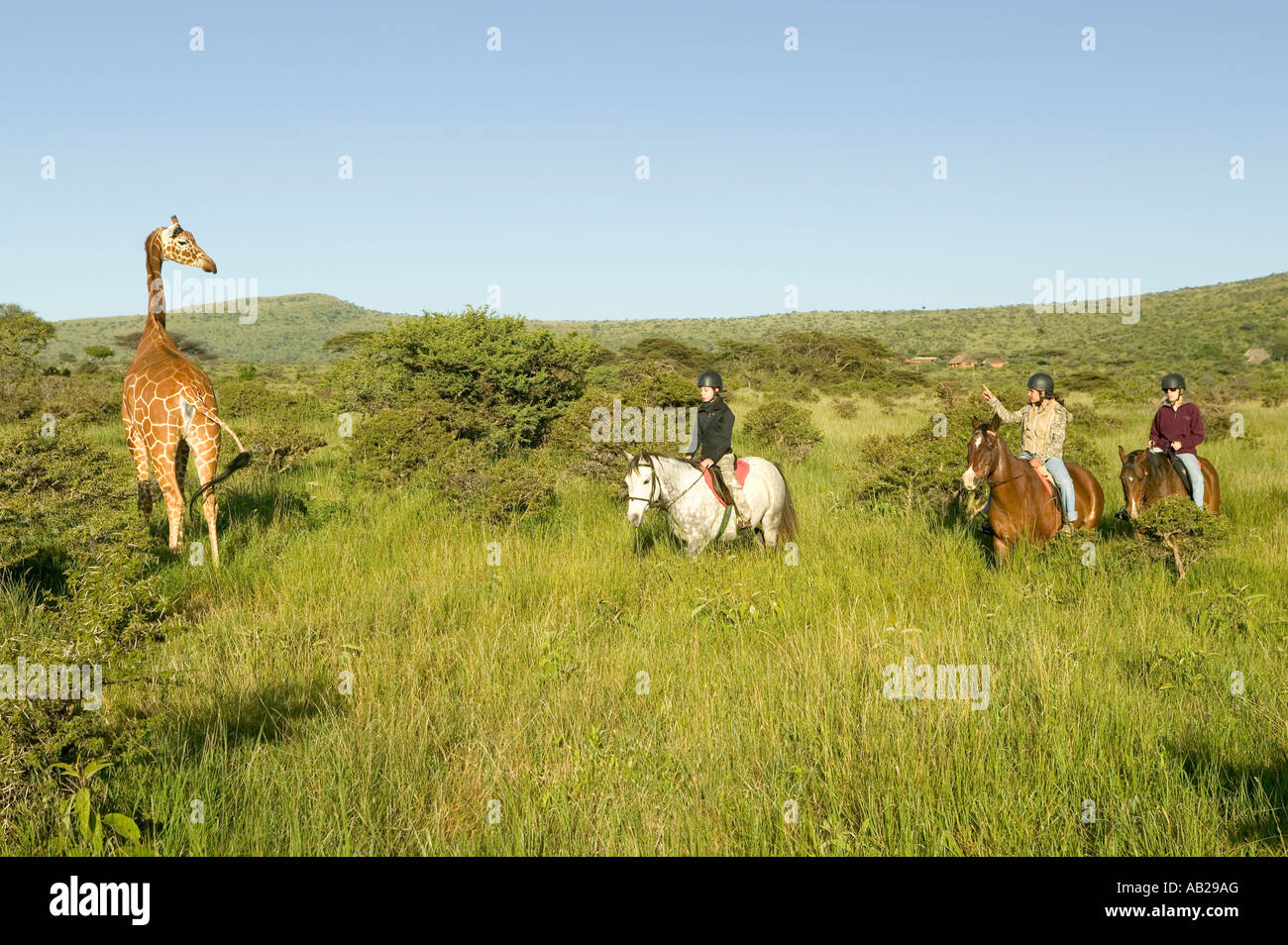 Horse ride giraffe hi-res stock photography and images - Alamy