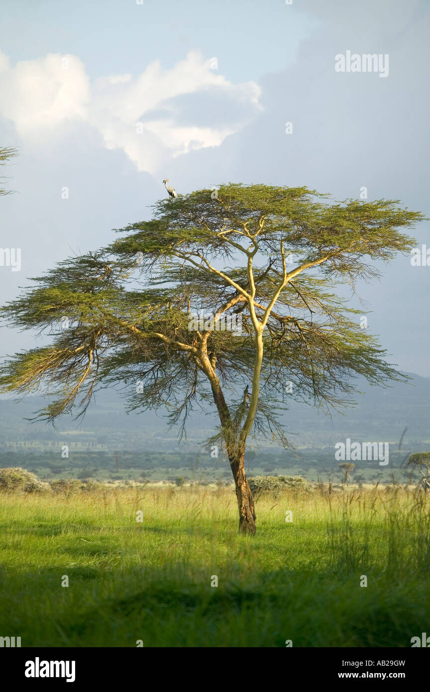Bird sits in tree at Lewa Wildlife Conservancy North Kenya Africa Stock ...