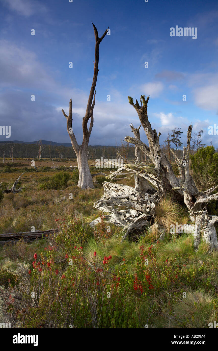 dead trees nr Cradle Mountain Tasmania Australia Stock Photo - Alamy