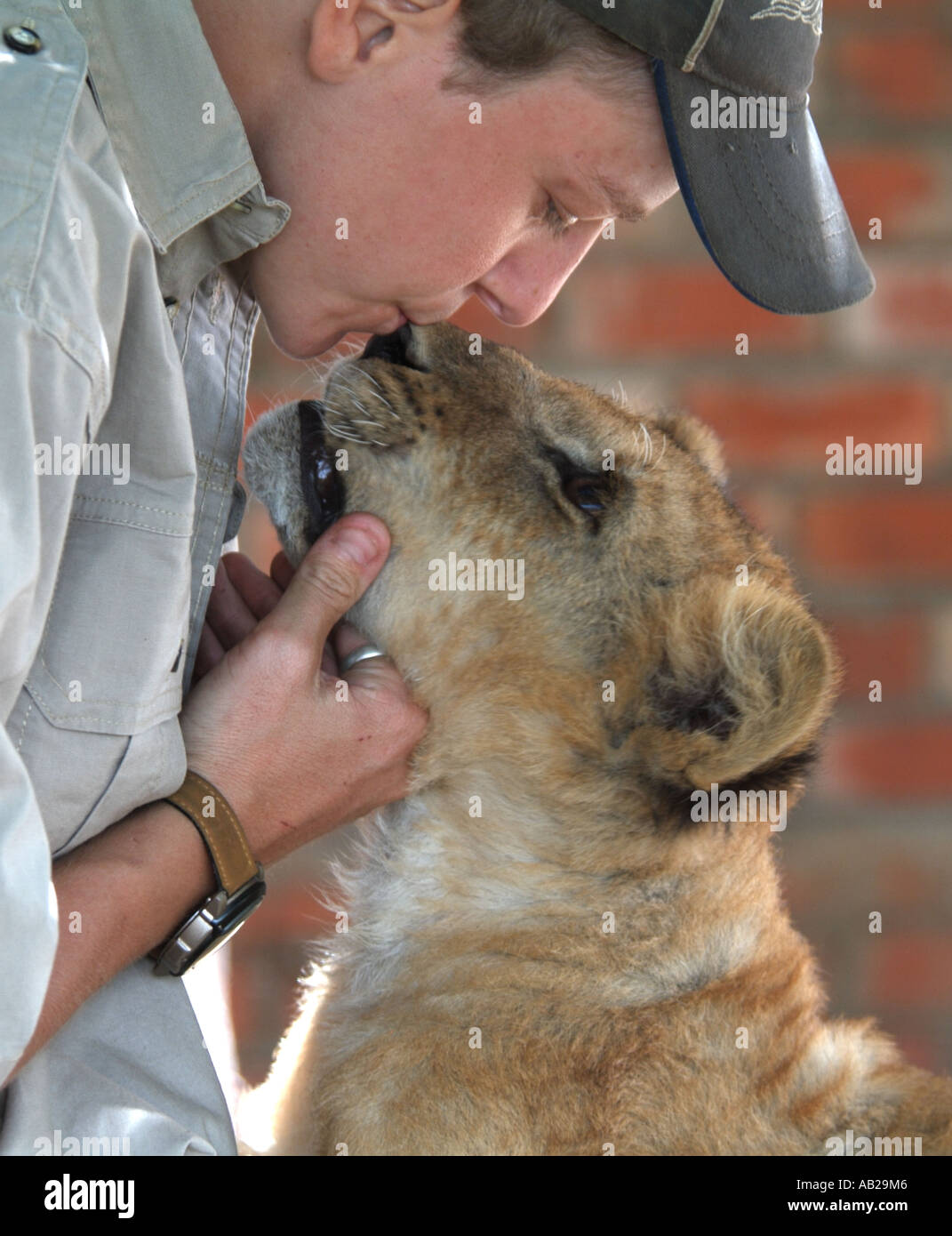 African Lion Cub with park keeper Stock Photo - Alamy
