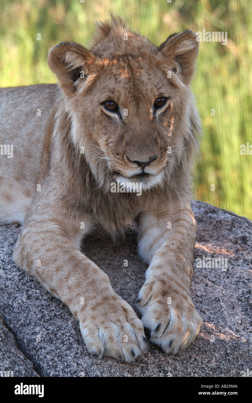 African Lion Cub Stock Photo - Alamy