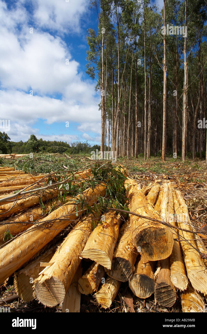 Deforestation australia hi-res stock photography and images - Alamy