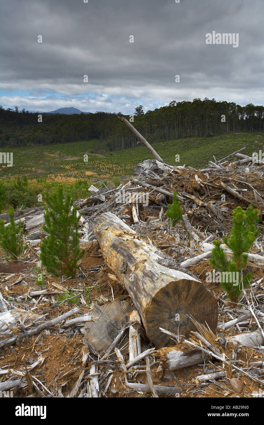 logging deforestation nr Yolla Cam Valley north west Tasmania Australia ...