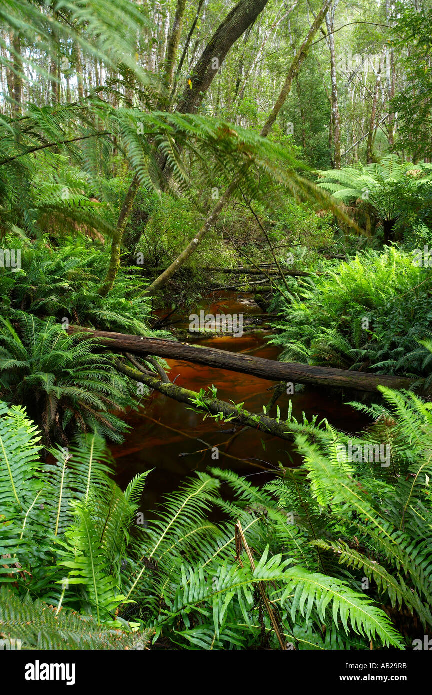 temperate rainforest Hogarth Falls nr Strahan west coast Tasmania ...
