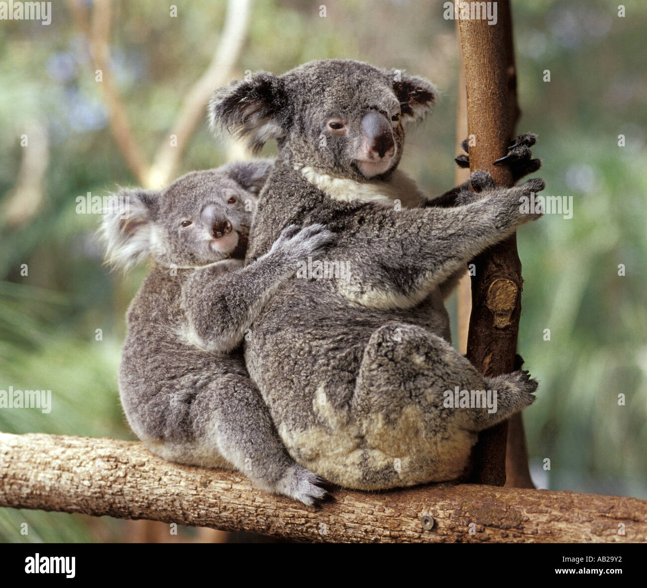 Australia - Koalas Stock Photo - Alamy